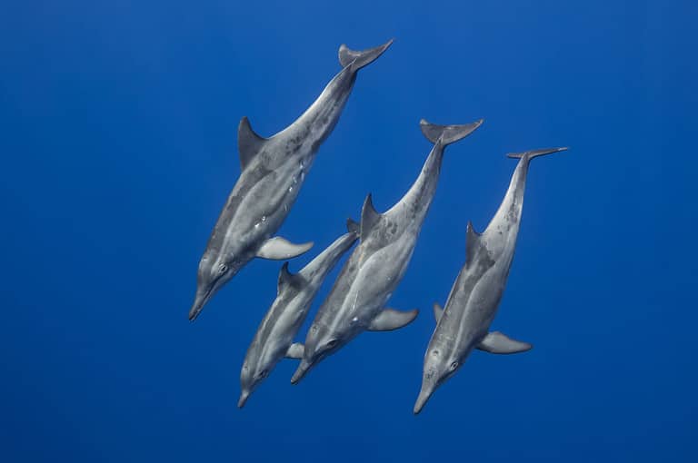 The 10 Types of Dolphins in Florida Waters - A-Z Animals