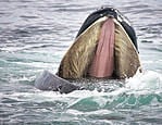 The Longest Marine Migration: Gray Whales' Epic Journey - A-Z Animals