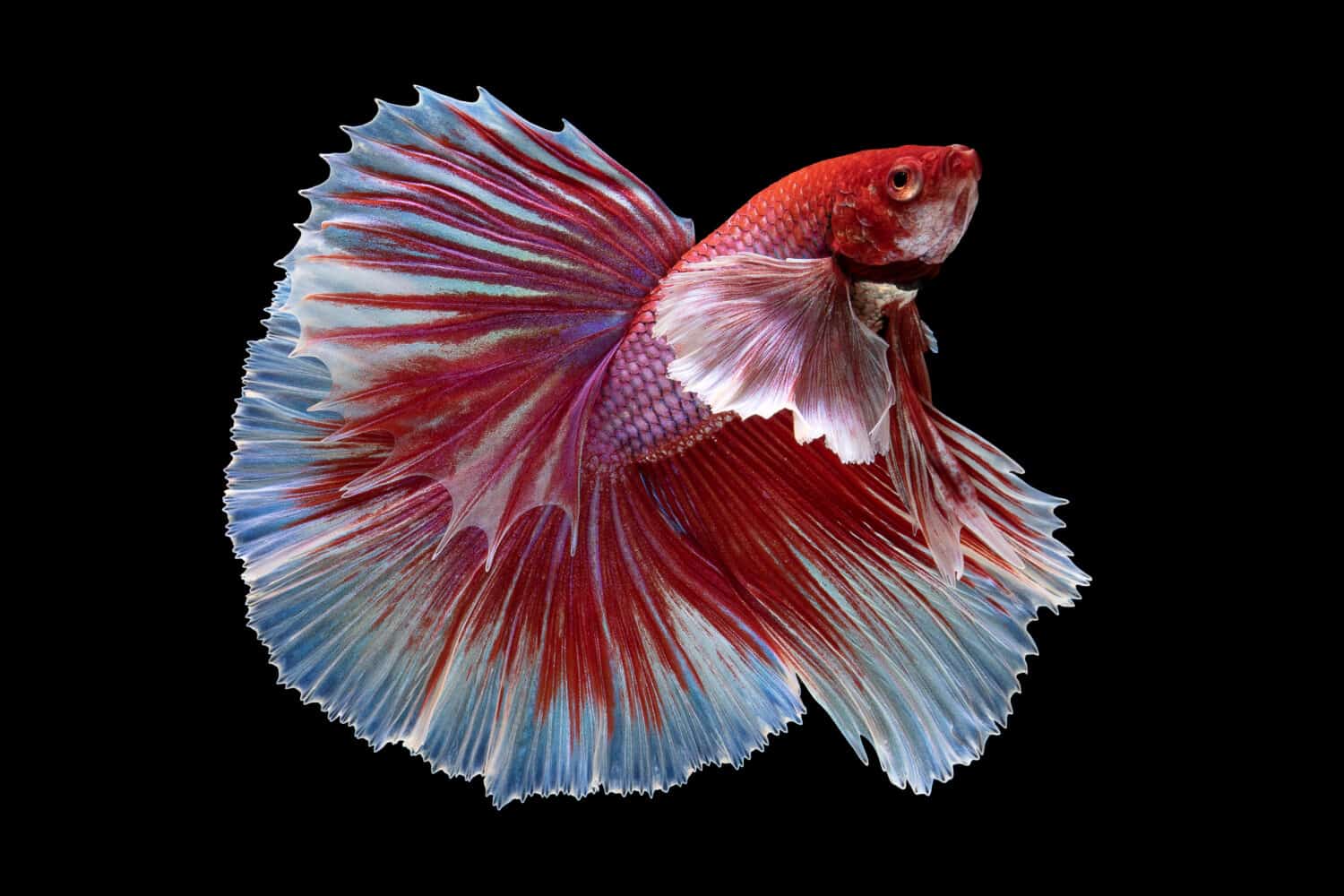 The 620 Best and Most Fitting Betta Fish Names - A-Z Animals