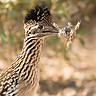 A Complete Wildlife Guide to Joshua Tree National Park - A-Z Animals