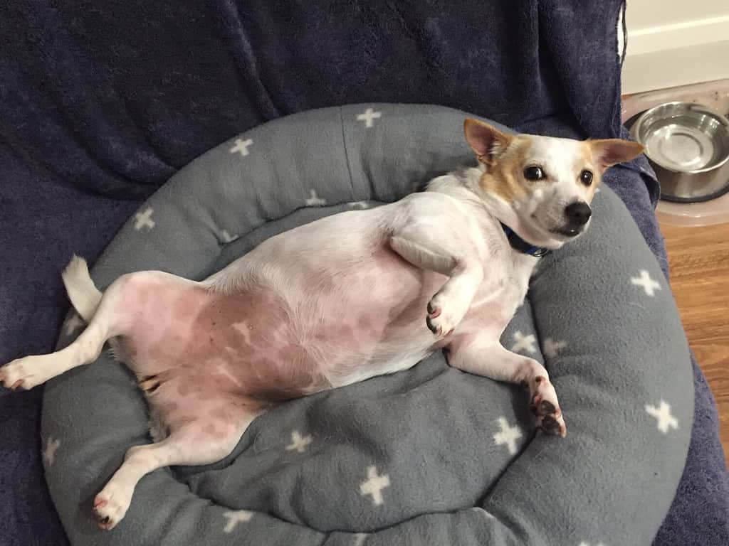 Normal Dog Nipple Appearance vs. Pregnant: How to Tell How Far Along ...