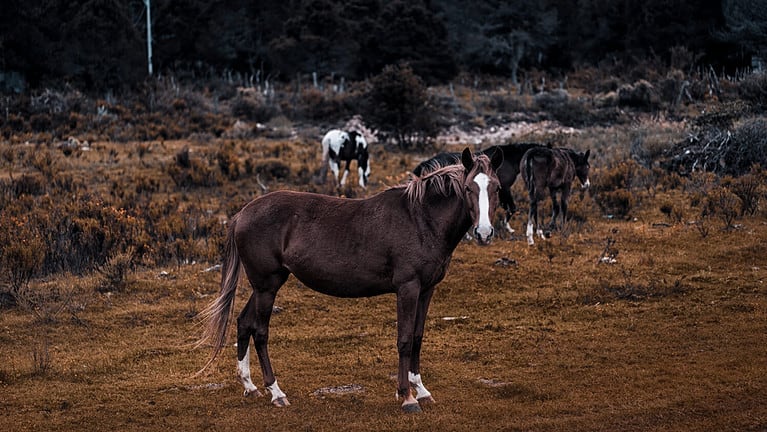 Discover the Top 20 Rarest Horse Breeds - A-Z Animals