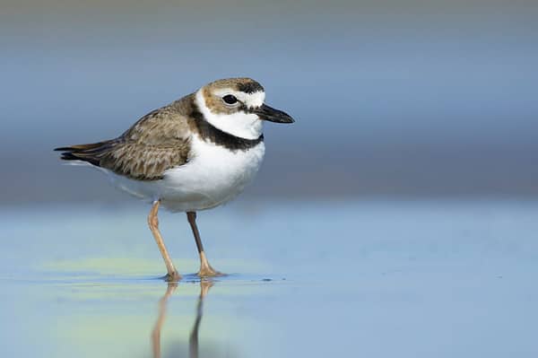 12 Interesting Facts about Plovers - A-Z Animals