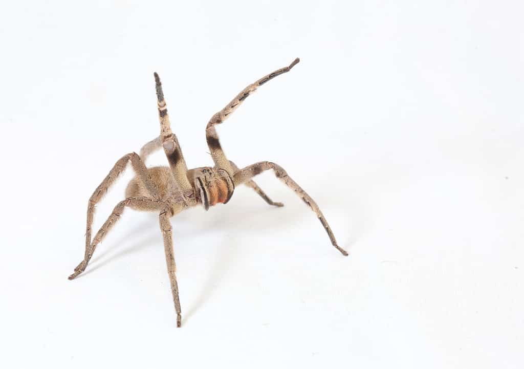 12 Most Terrifying Spiders Found in Costa Rica - A-Z Animals