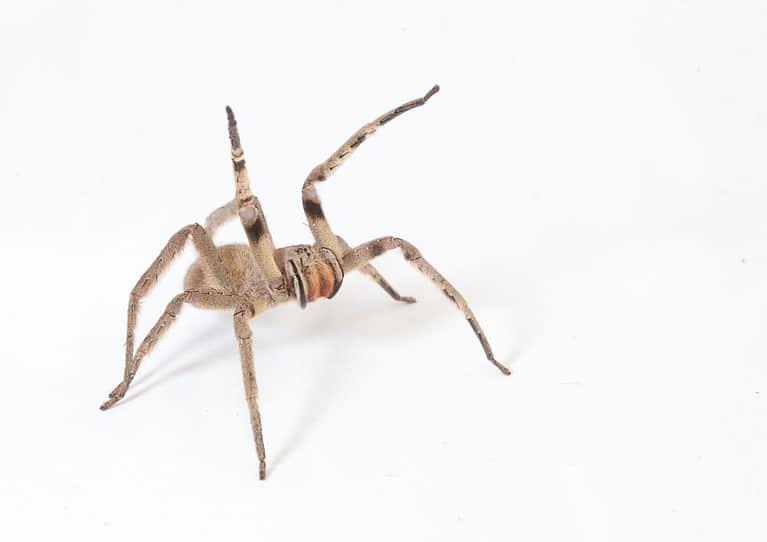 12 Most Terrifying Spiders Found in Costa Rica - A-Z Animals