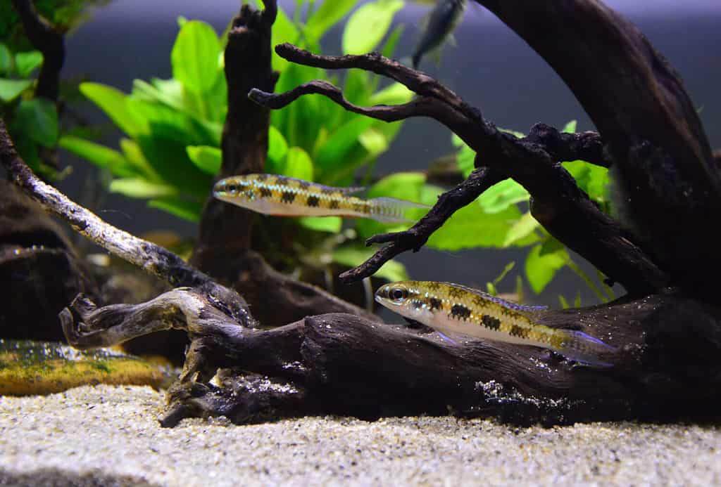 Explore 20 Fish That Start with C (Their Common Names) - A-Z Animals