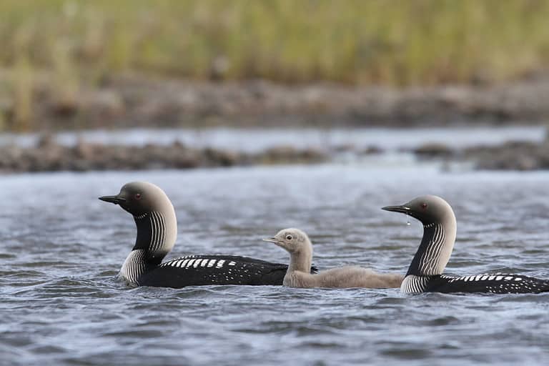 10 Types of Waterfowl in North America - A-Z Animals