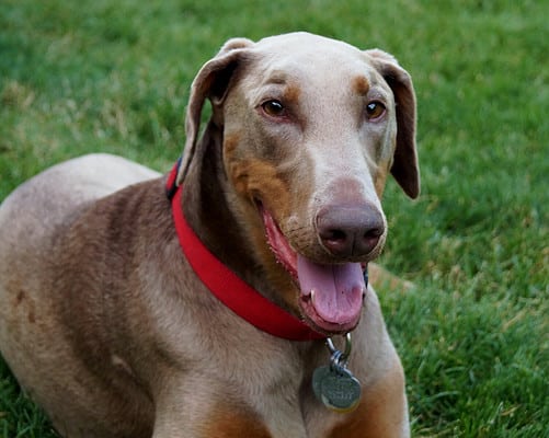 Doberman Pinscher Colors: Rarest to Most Common - A-Z Animals