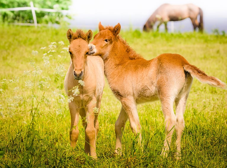 Foal vs. Colt: 4 Key Differences and Why They Matter - A-Z Animals