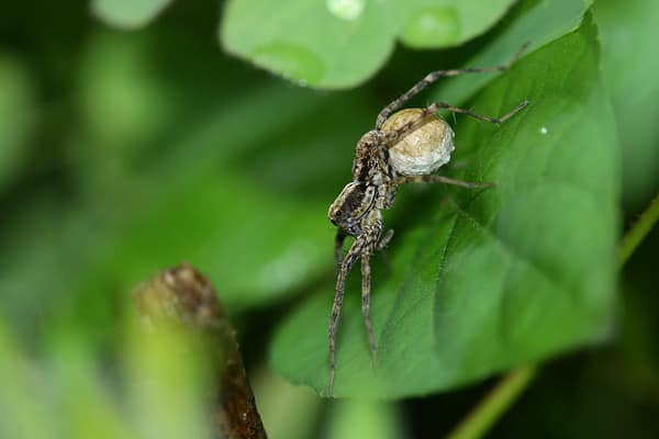 15 Most Terrifying Spiders Found in China - A-Z Animals