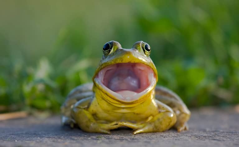 Discover 11 Invasive Species in Idaho - A-Z Animals