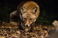 Foxes in Oregon: Types and Where They Live - A-Z Animals