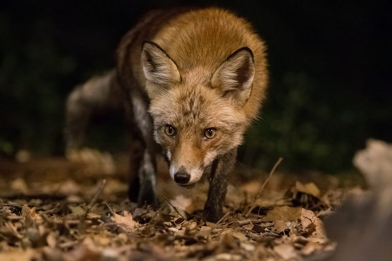 Foxes in Kansas: Types and Where They Live - A-Z Animals