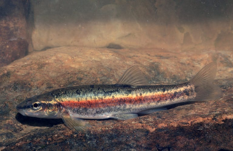 Discover the Smallest Fish Ever Caught - A-Z Animals