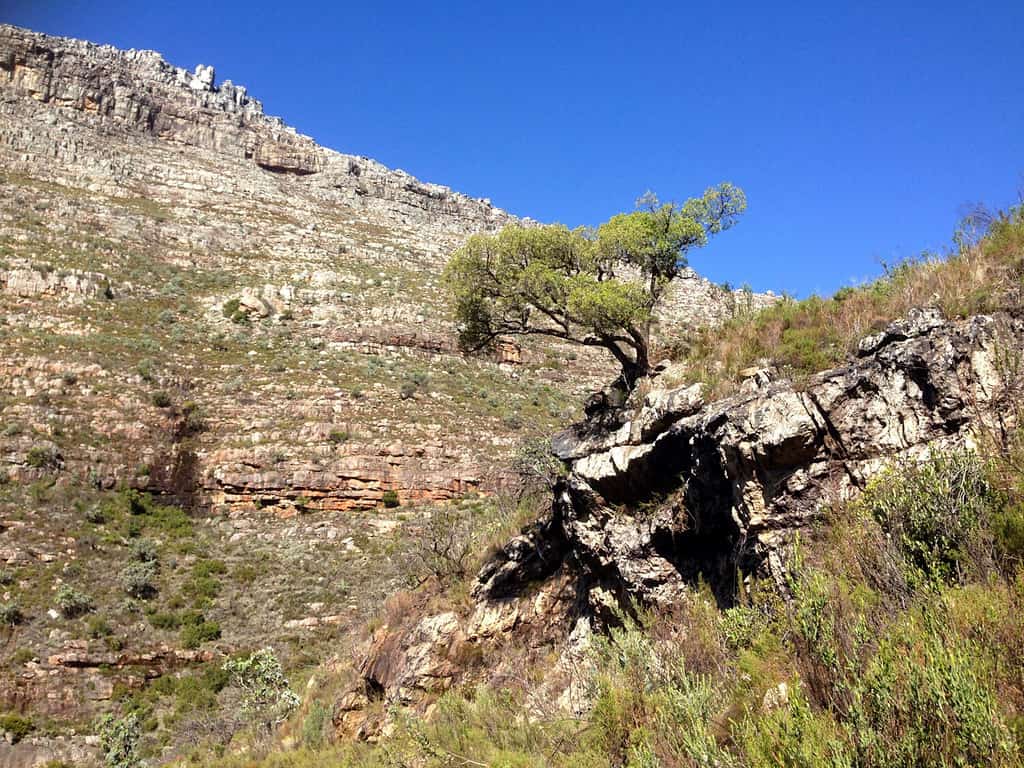 These 18 Amazing Trees Are the Rarest in the World - A-Z Animals