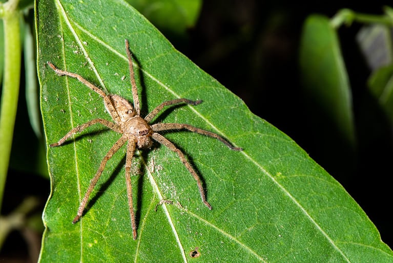 12 Most Terrifying Spiders Found in New Zealand - A-Z Animals
