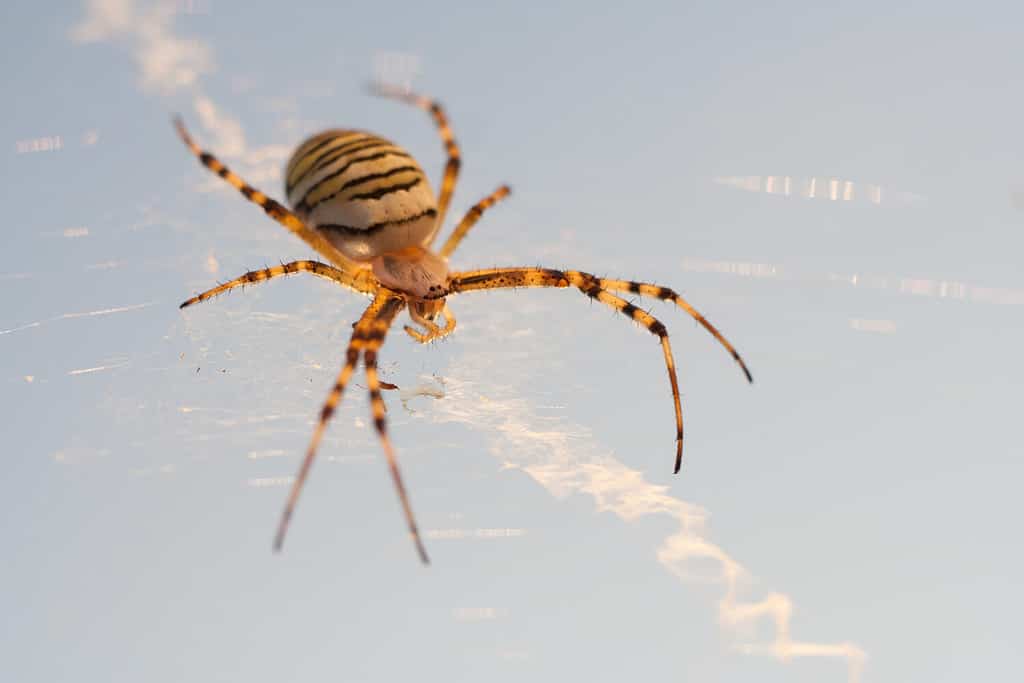 15 Most Terrifying Spiders Found in Japan - A-Z Animals