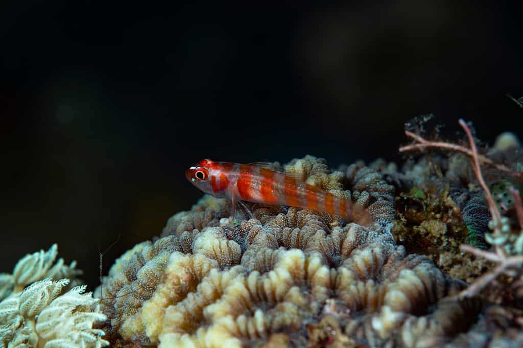 Explore 20 Fish That Start with C (Their Common Names) - A-Z Animals