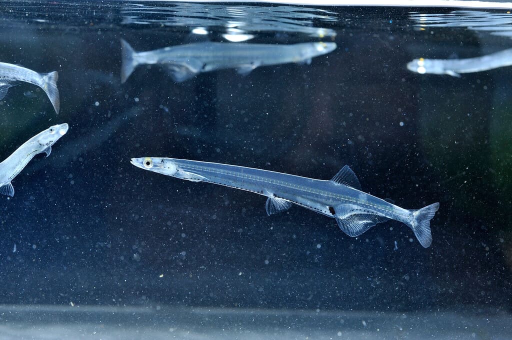 Explore 9 Fish That Start With I (Common Names) - A-Z Animals