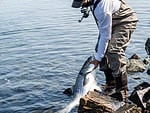 Stripers Are on the Move: Why March Signals the Start of Striped Bass ...