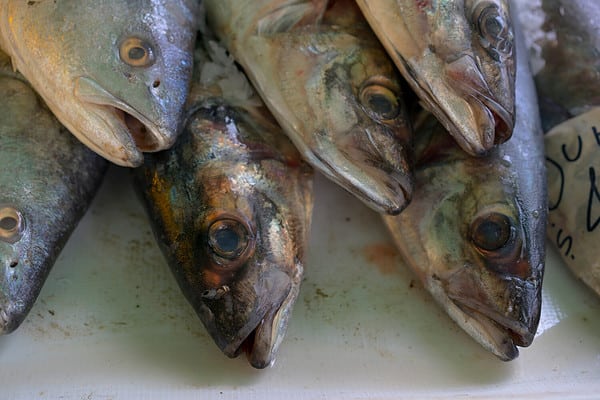 Explore 30+ Fish That Start With M (Common Names) - A-Z Animals