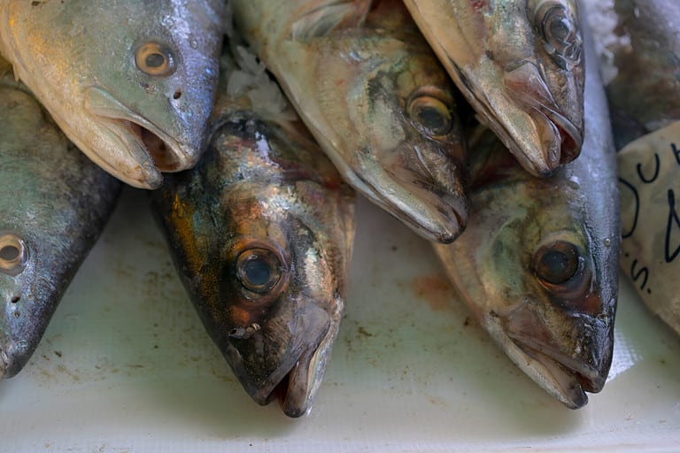 Explore 30+ Fish That Start With M (Common Names) - A-Z Animals