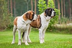 12 Working Animals That You Can Ride - A-Z Animals