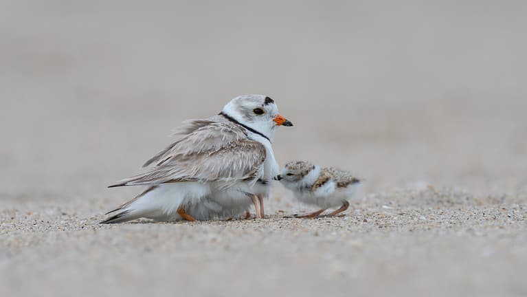 12 Interesting Facts about Plovers - A-Z Animals