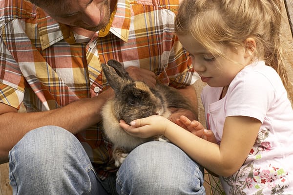 Rabbit Noises: Understanding and Decoding Important Bunny Sounds - A-Z ...
