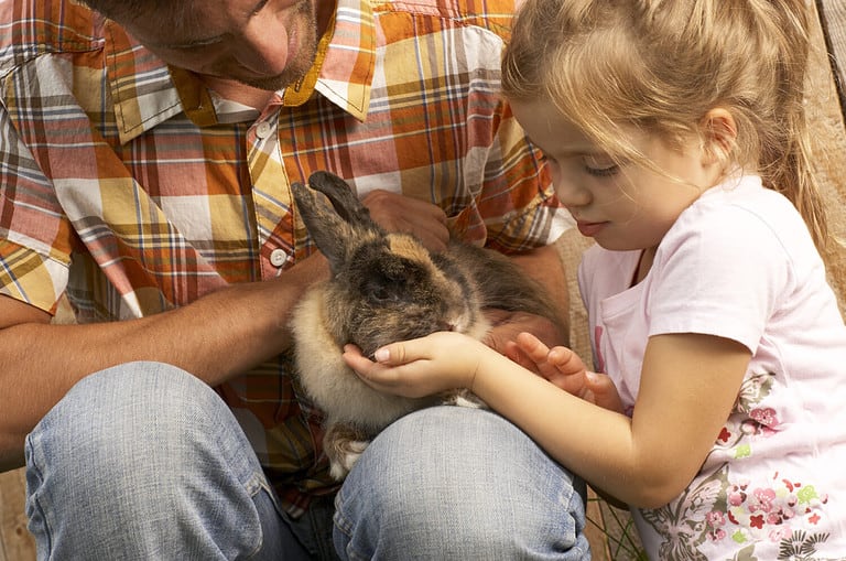 The Science of Rabbit Communication, From Nose Wiggling to Tail Wagging ...