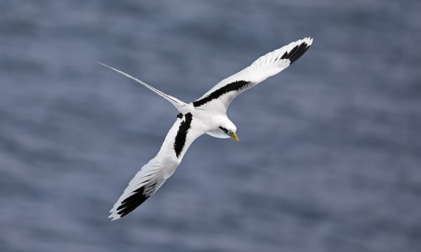Discover 'Bird Island' with Nearly 1,000,000 Inhabitants - A-Z Animals
