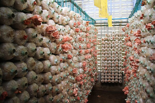 How to Grow Pink Oyster Mushrooms - A-Z Animals