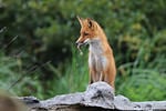 How Smart Are Foxes? Everything We Know About Their Intelligence - A-Z ...