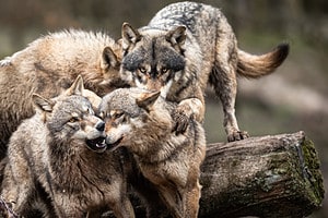 Wolf Colors: Discover the Rarest to Most Common - A-Z Animals