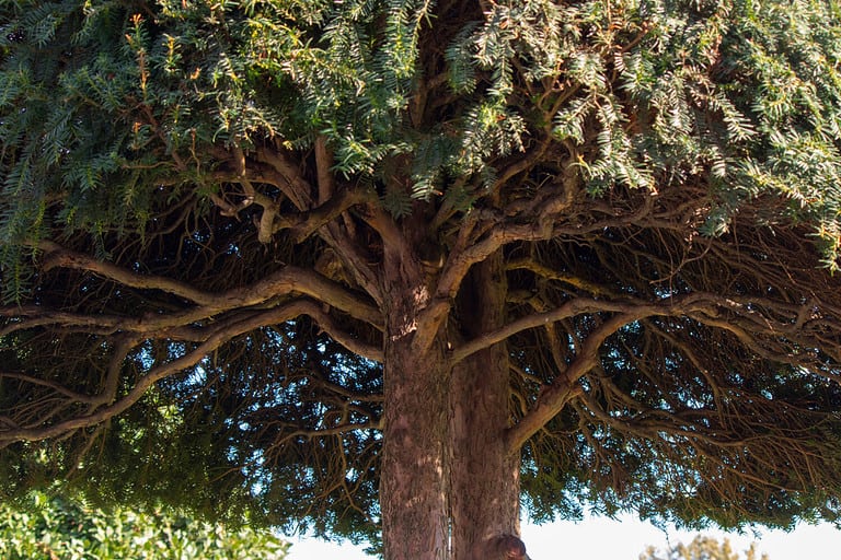 These 18 Amazing Trees Are the Rarest in the World - A-Z Animals