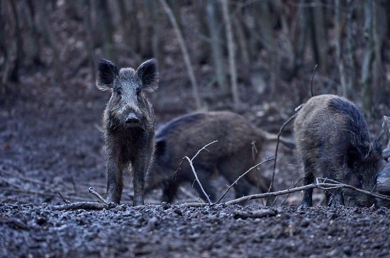 The Largest Wild Hog Ever Caught in Arkansas - A-Z Animals