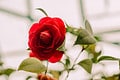 Discover the Middlemist Red Flower: The World's Rarest Flower - A-Z Animals