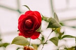 Discover the Middlemist Red Flower: The World's Rarest Flower - A-Z Animals