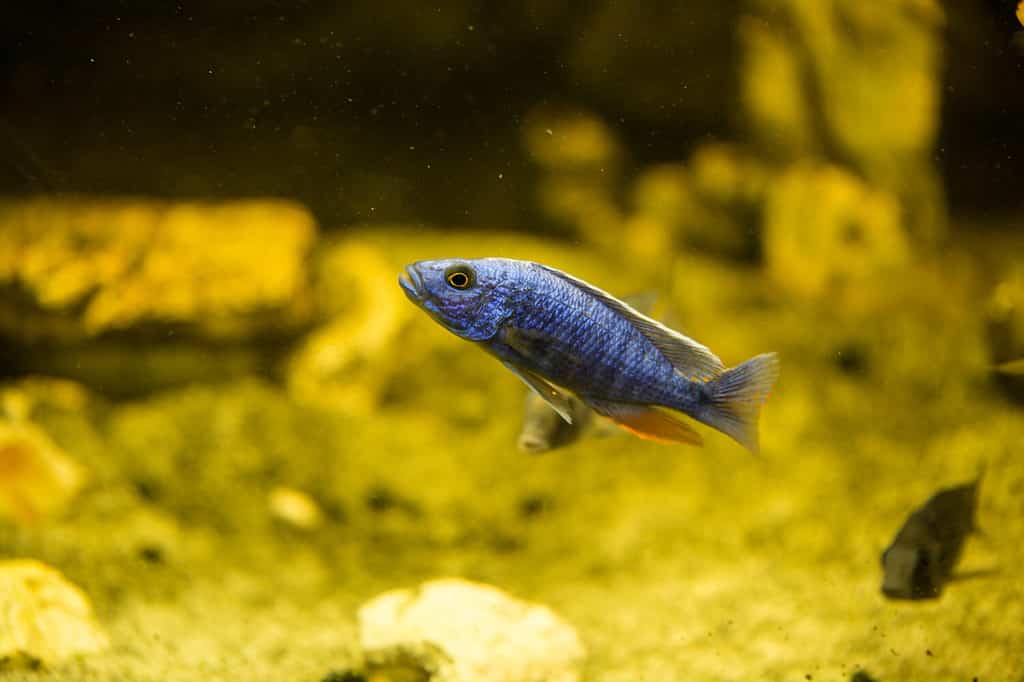 Explore 9 Fish That Start With I (Common Names) - A-Z Animals