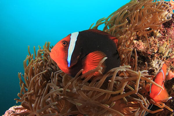 21 Types of Colorful and Bold Clownfish - A-Z Animals