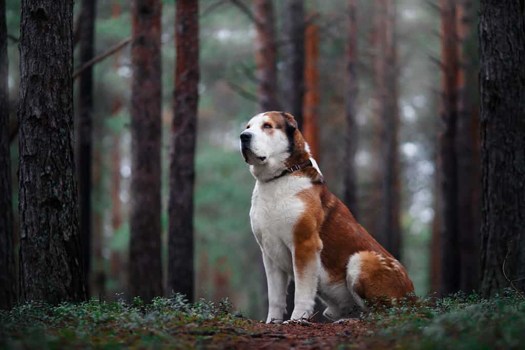 Discover the Top 10 Largest Shepherd Dog Breeds - A-Z Animals