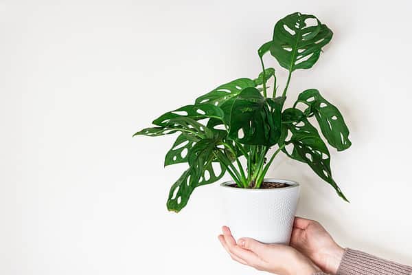 Thrips on Monstera: 8 Ways to Stop Them Quickly - A-Z Animals