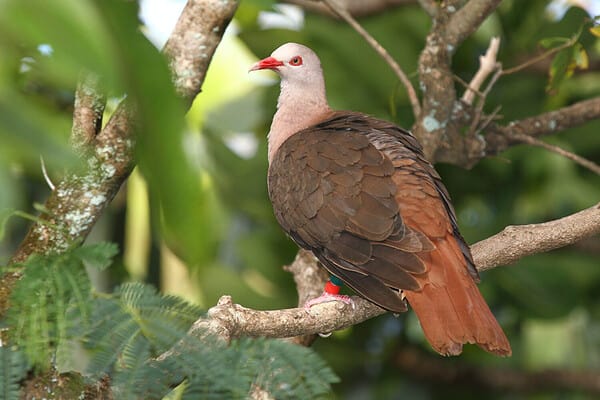 Discover 16 Amazing Birds That Start With P - A-Z Animals