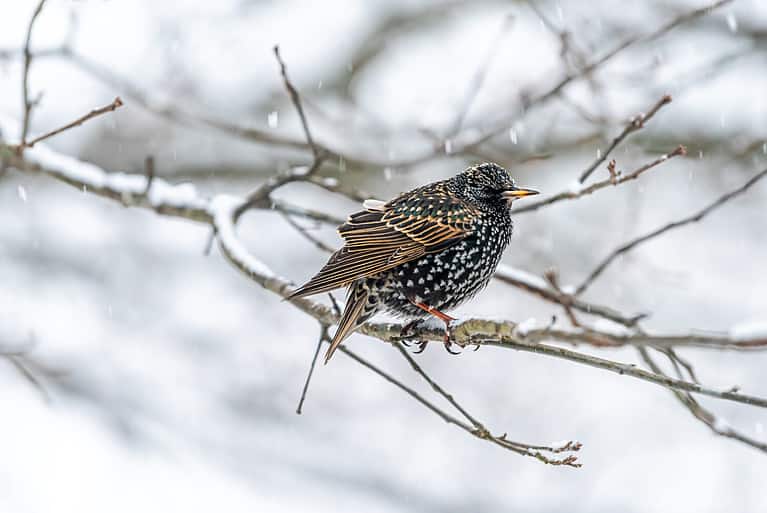 These Are the 20 Most Common Backyard Winter Birds - A-Z Animals