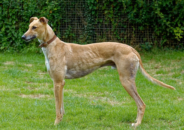 Greyhound Colors: Rarest to Most Common - A-Z Animals