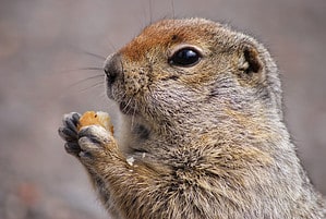 6 Sounds Squirrels Make and What Each Means - A-Z Animals