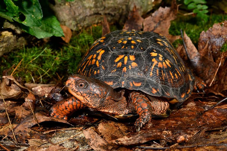 The Complete List of All 13 Turtles Found in Pennsylvania - A-Z Animals