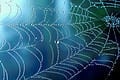 Why Do Spiders Even Exist? Discover Their Purpose in the Environment ...