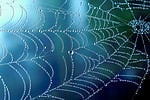 Why Do Spiders Even Exist? Discover Their Purpose in the Environment ...