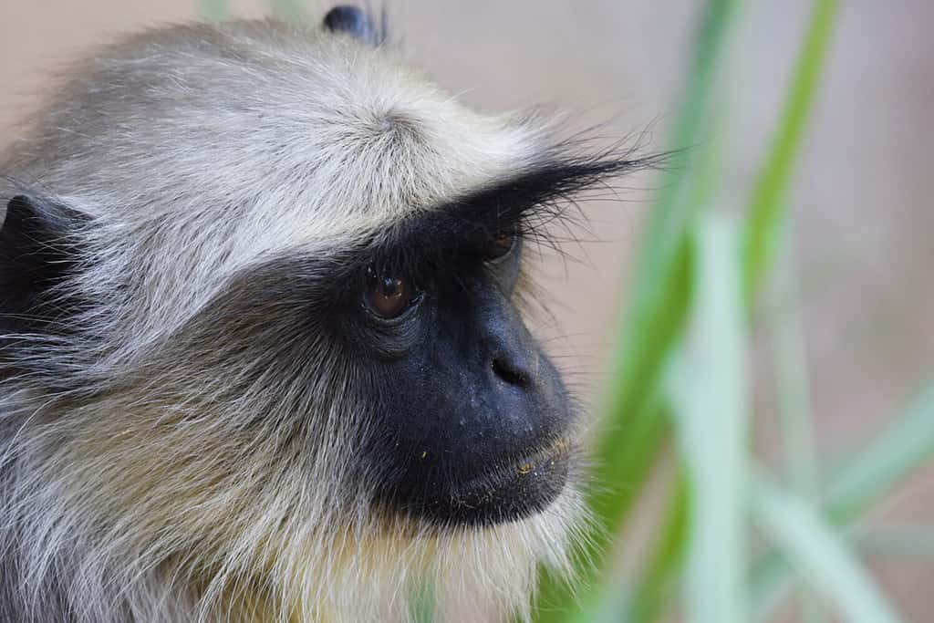 Meet the Biggest Monkeys on the Planet - A-Z Animals